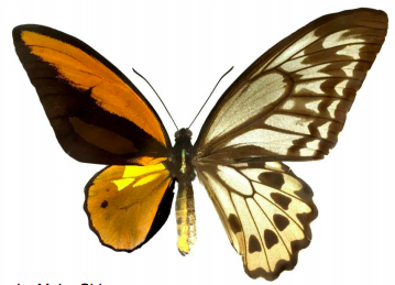 Perfect Picture Book Friday: SIMPLY SKYE | VIVIAN KIRKFIELD – Writer ...